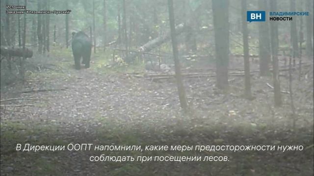 В лесу под Владимиром вновь заметили медведя лесной зверь попал в объектив камеры