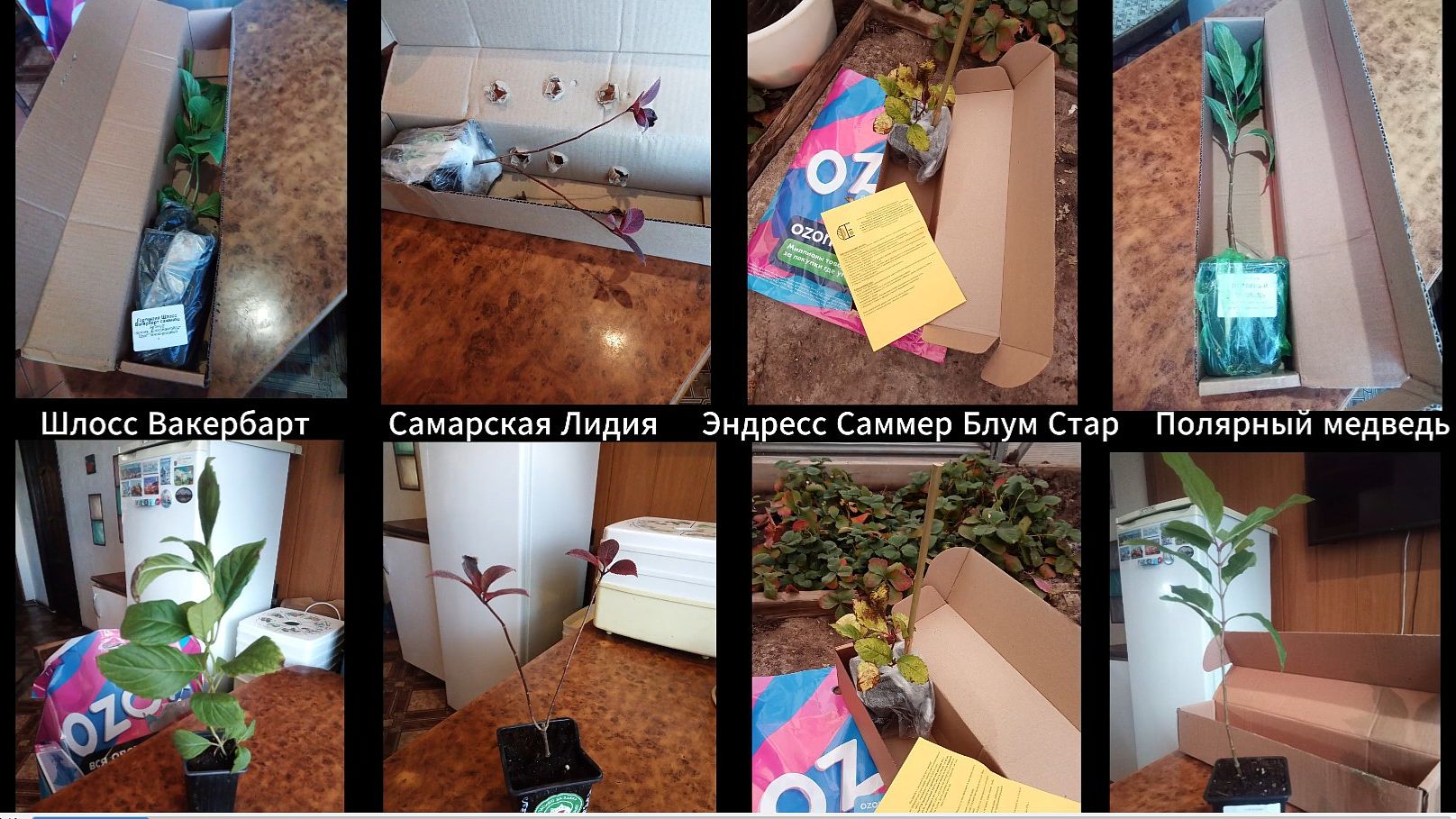 Сохранение до весны саженцев гортензий, из посылок. Схема весенней высадки в грунт.