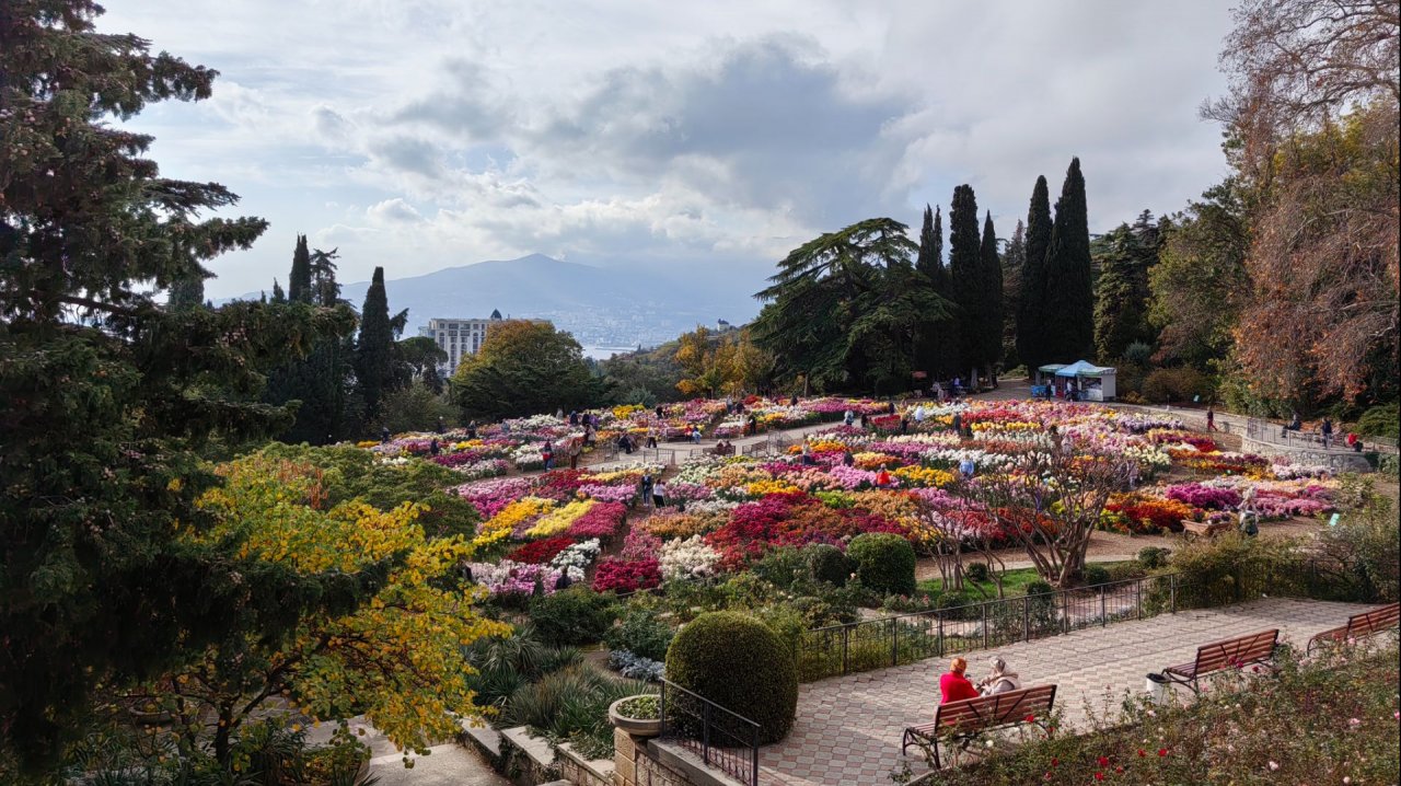 17 ноября 2025 г. Никитский ботанический сад. Бал хризантем-2025 #ялта #никитскийсад #балхризантем