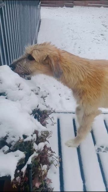 Первая в жизни встреча - Снег ❄❄❄ и Соната Весны Из Волшебного Леса, 6 месяцев 🍀