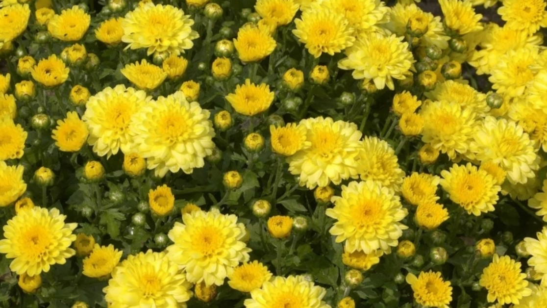 19 ноября. Ещё цветут цветы