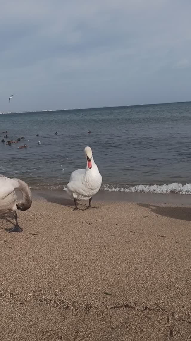 Лебеди в Феодосии