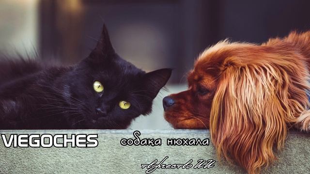 Viegoches - Собака нюхала ( ИИ музыка )