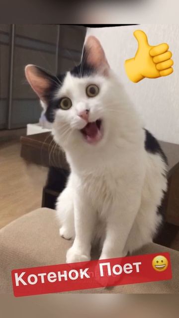 Забавный котенок поет песенку 🐱