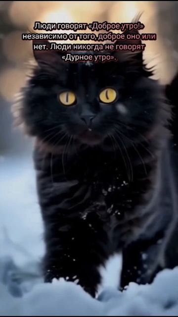 Доброе утро, или дурное утро ! Желаю хорошего дня 👍👍#топ