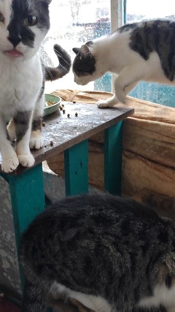 20.11.2025 - Центр помощи животным в городе Бендеры