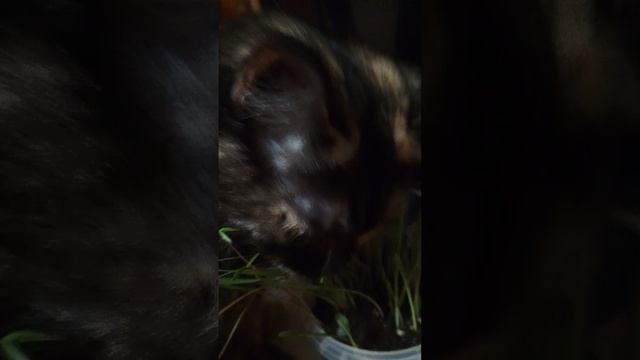 Радуем нашу кошечку вкусняшкой