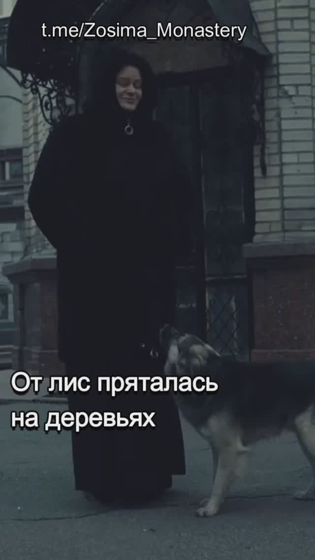 От лис пряталась на деревьях.