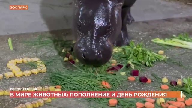 Ростов сегодня: вечерний выпуск. 20 ноября 2025