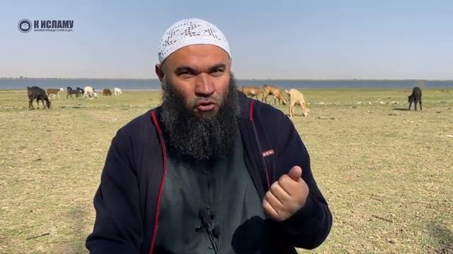 264 Три условия для употребления в пищу запрещённого Сура 5 аль-Маида аят 3 Тафсир аль-Багауи