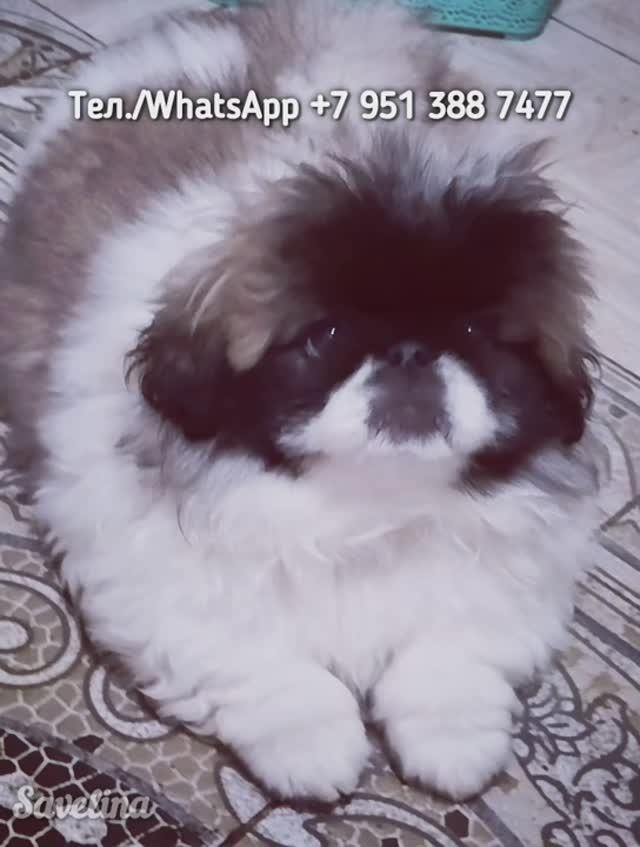 Питомник пекинесов "Савелина", Лучик продаётся