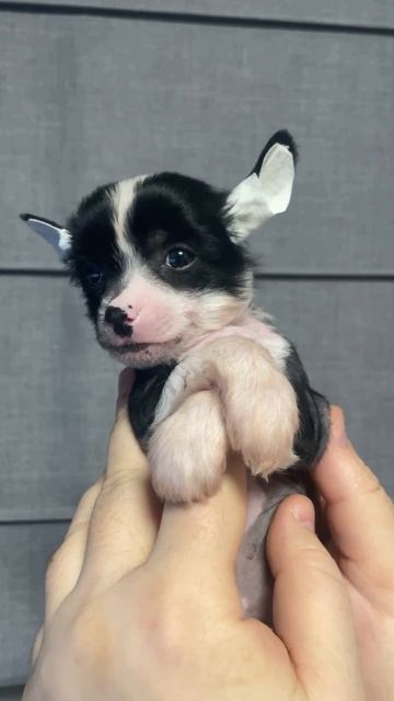 Как поставить уши собаке. Первая поклейка ушей