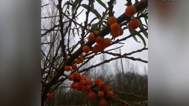 VivaCut_video_1762979121023_HD.mp4