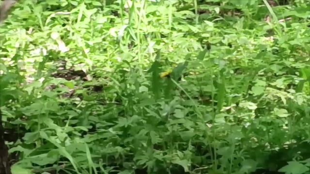 белки в городе2х