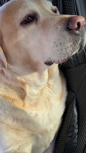 Ульзана anzl.ru , автомобиль , валенки.