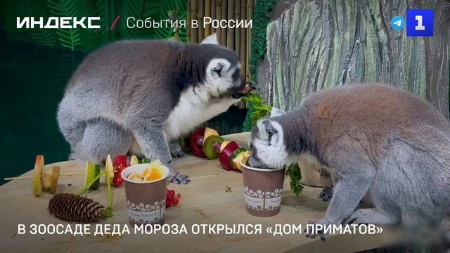 В Зоосаде Деда Мороза открылся «Дом приматов»