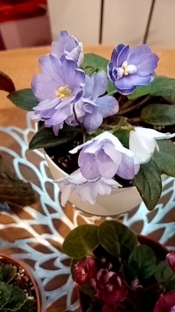 Фиалки в ноябре