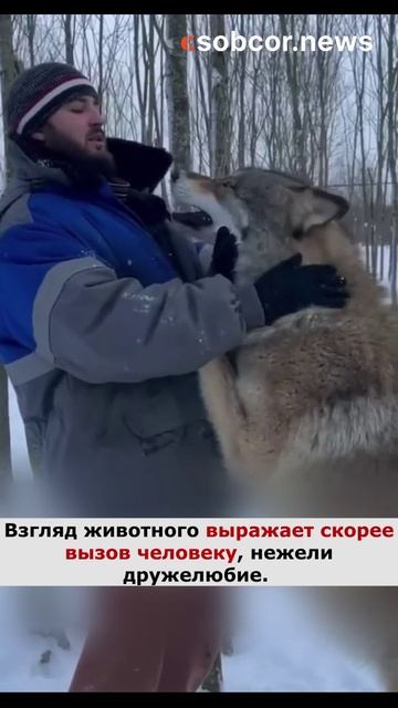 Щенок якутского волка требует свободы #россия #природа #животные #волк