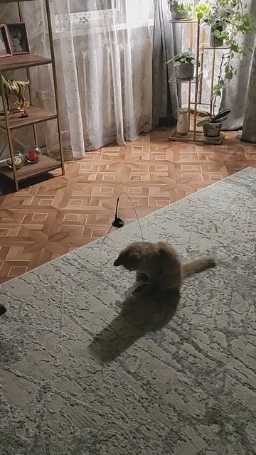 Новая игрушка