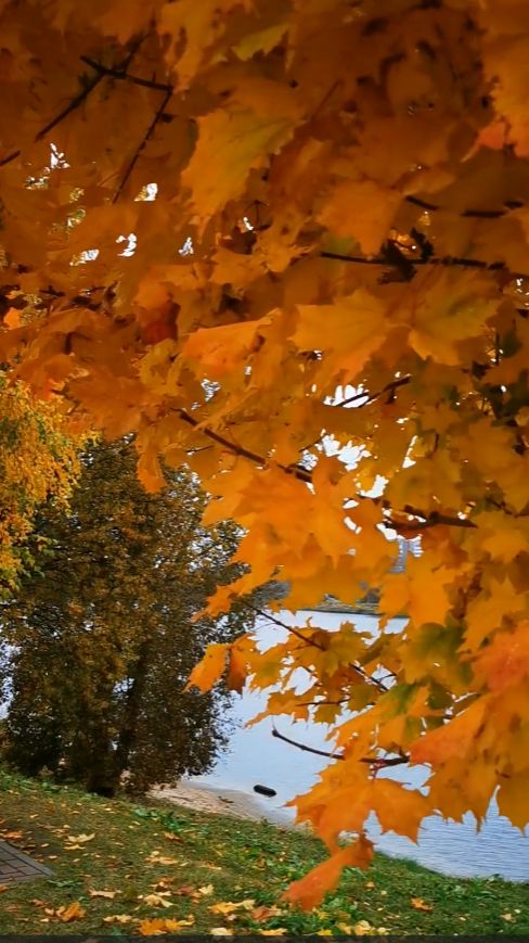 Яркие краски осени #осень #краскиосени #яркиекраски #кленовыйлист #тверь #октябрь #зимаблизко #tver