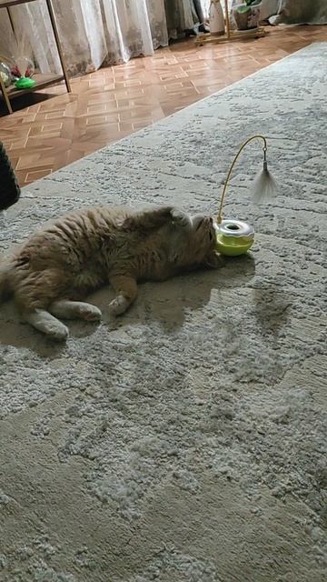 VID_20251115_214904.mp4