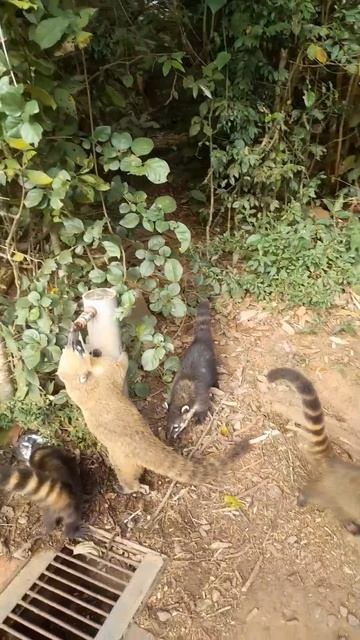 Напитки покрепче!