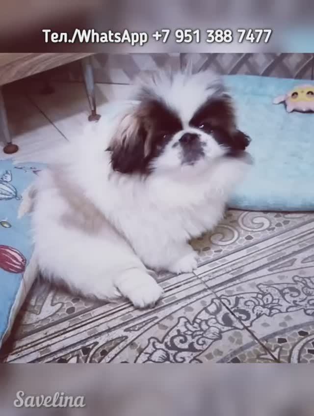 Питомник пекинесов "Савелина", Элик продаётся