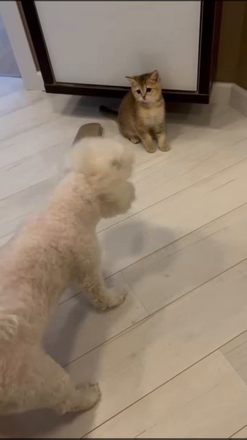 Собака и котенок - первое знакомство.