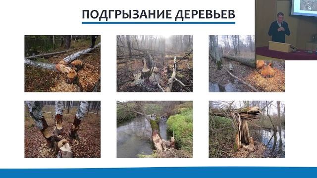 Бобры и люди - путь к добрососедству