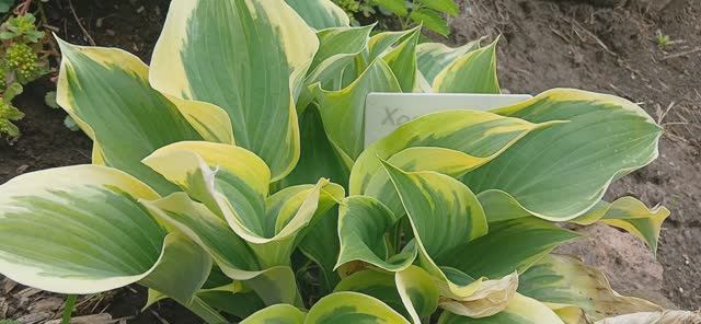 Хосты 2025.06.15