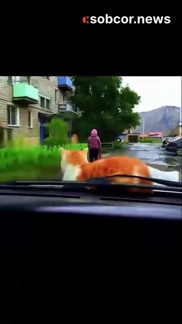 Видеорегистратор нового поколения #юмор #прикол #котики #пдд #смешное