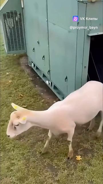 автоматическая стрижка овец. враньё?