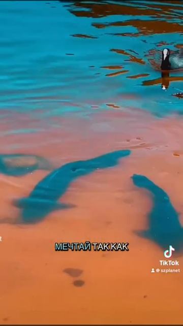 Если смотреть каждый день в течение месяца, можно поменять свою жизнь 😉🪄Начинай свой день с мечты!