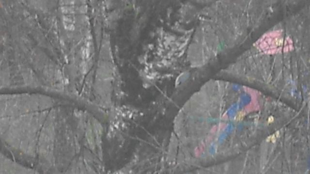 Поползень 19.11.2025. 5486484848484