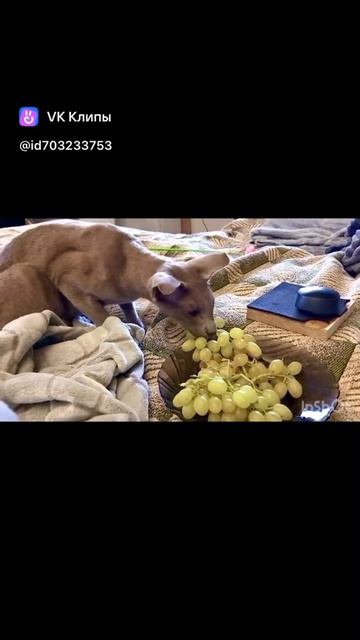 Вкус винограда