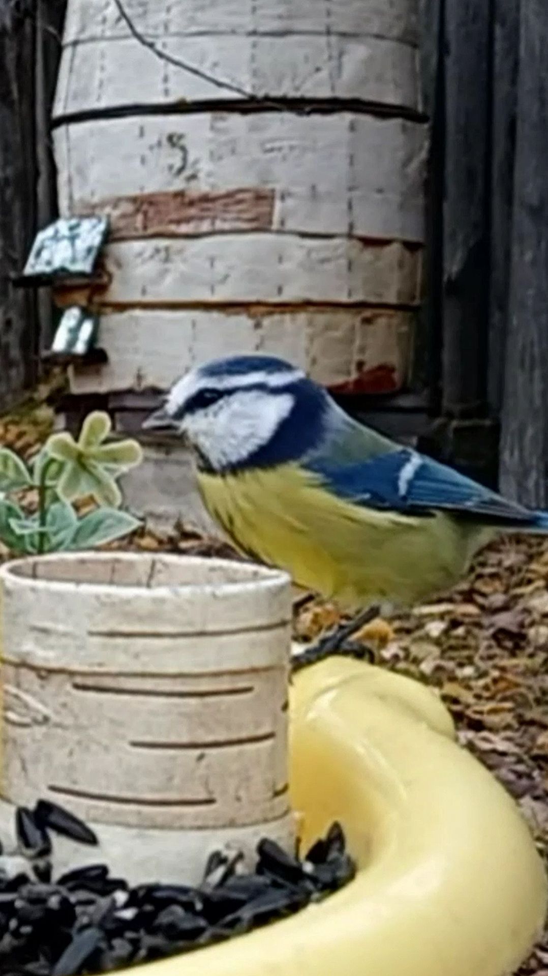 Большаки, Воробьи и Лазоревки на кормушке