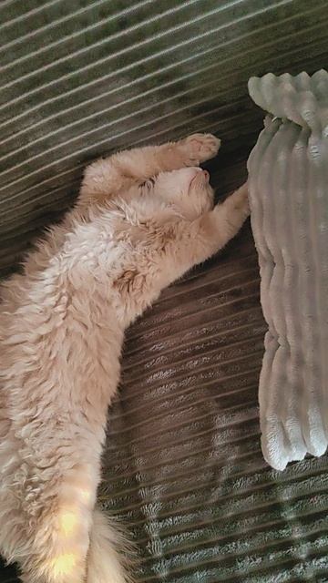 VID_20251116_160517.mp4