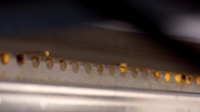 Tecnovap conveyor belt 1