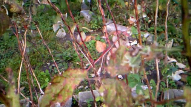 5.10.2016г.   АРХИВ!!!    Обрезка  🍇🍇🍇РЕМОНТАНТНОЙ МАЛИНЫ!!!👍👍👍🙂