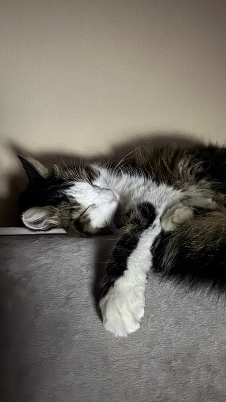 Кошка - Ирка