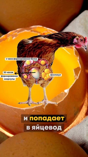 Только одно яйцо