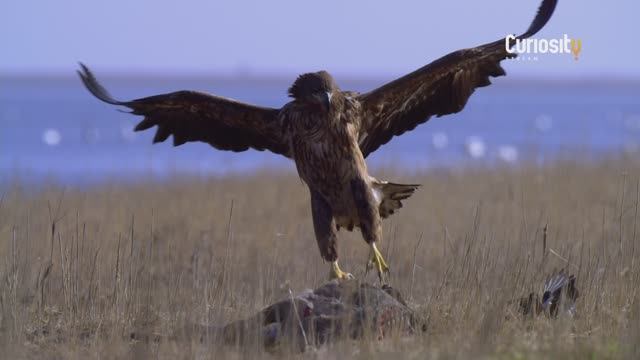 Король морей - орлан