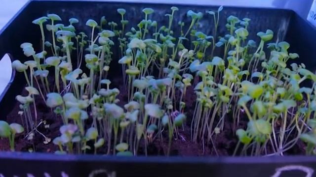 7 серия Добрый урожай