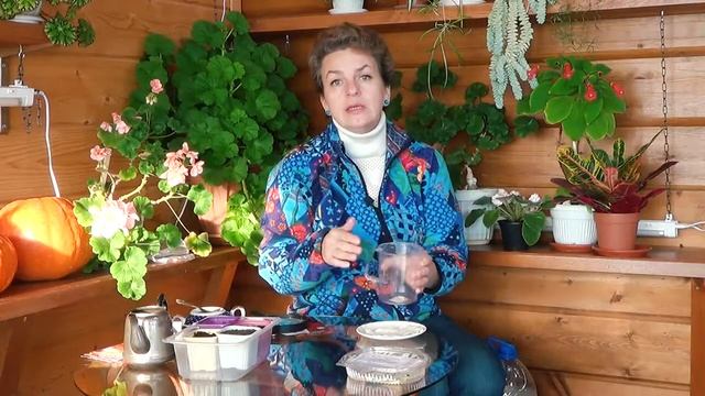 Как вырастить комнатную герань Пеларгонию из семян