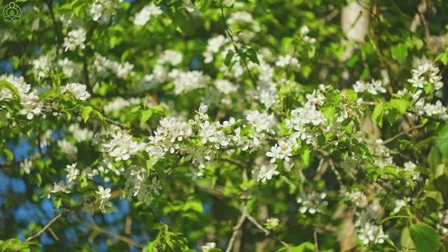 Исцеляющая музыка для сердца и души 🌿 Снятие стресса и внутреннее спокойствие #4