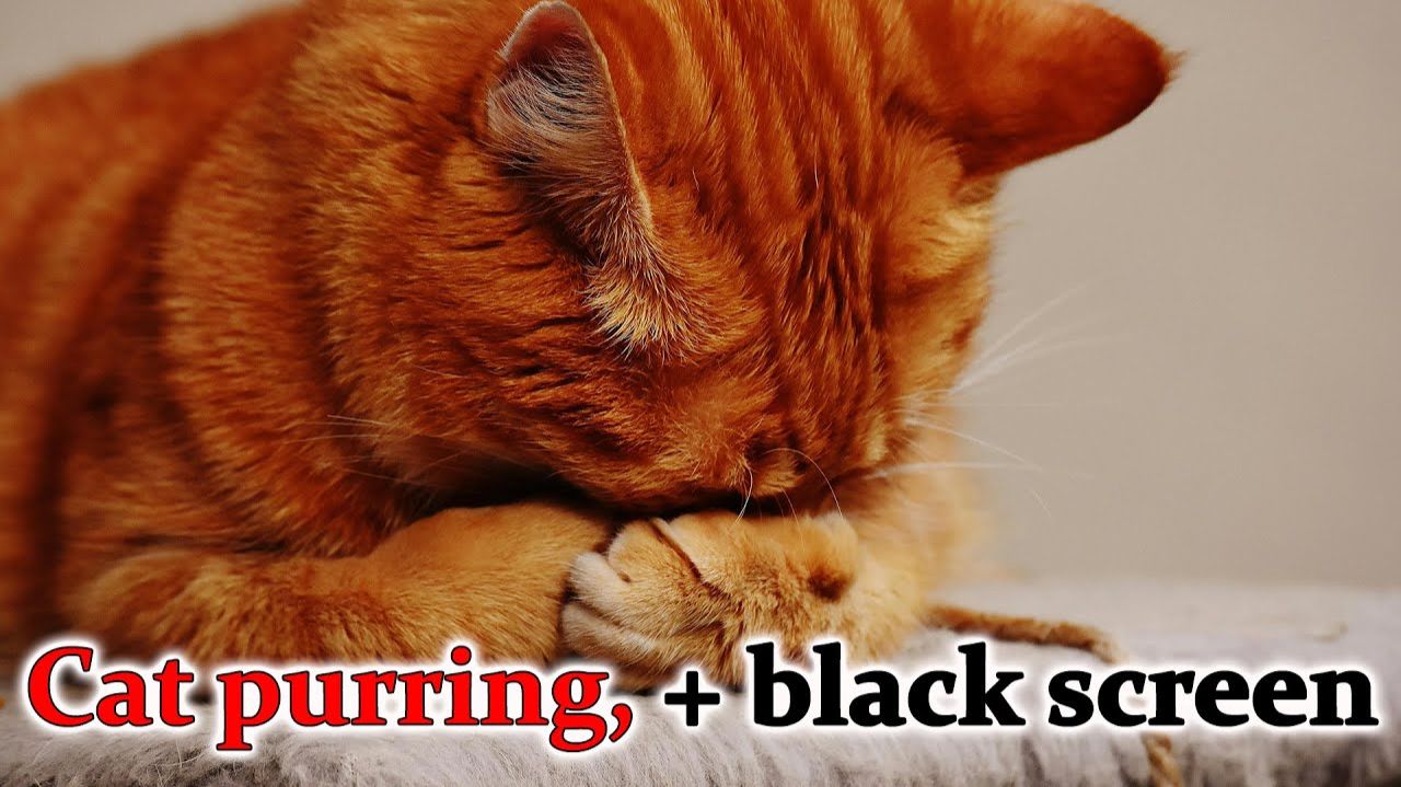 Cat Purring +black screen