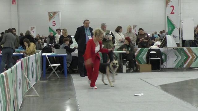 Калужский Витязь Юнона