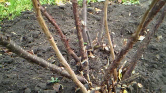 5.10.2016г.  АРХИВ!!!   Осенняя🍂🍂🍂 обрезка КРАСНОЙ 🍒🍒🍒 СМОРОДИНЫ!!!