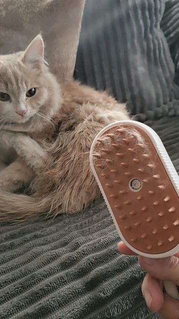 Чистимся после прогулки