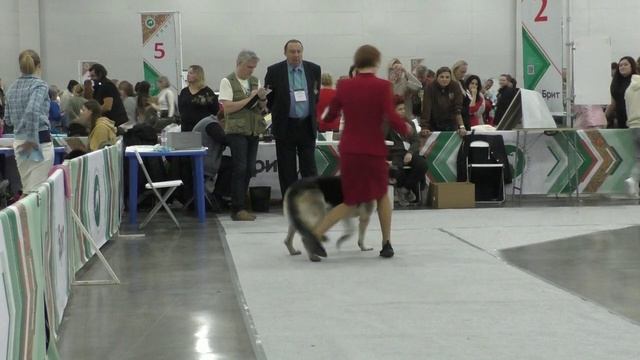 Омская Дружина Кара Миа Шайло